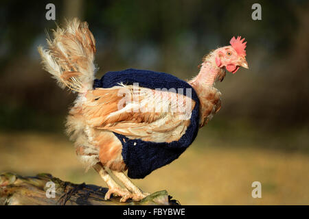 Ex battery hens with knitted woollen jumpers Stock Photo - Alamy