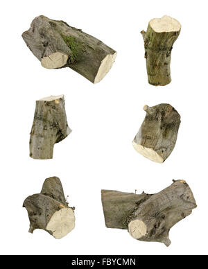 Wood Branch Tree Sawed Off Trunk On Forest Deciduous Ground Stock Photo ...