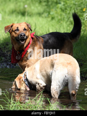 Happy dogs playing in the mud Stock Photo - Alamy