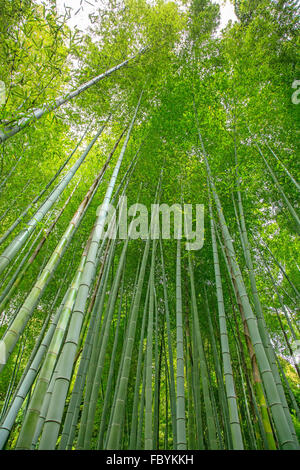 Bamboo Sugar Cane forest view and bright sunlight Toned Stock Photo - Alamy