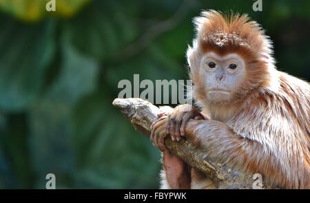 Javan Lutung (Trachypithecus auratus), also known as Ebony Langur, in ...