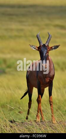 A topi antelope (Damaliscus korrigum), Masai Mara National Reserve ...