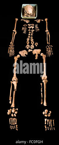 Skeleton of prehistoric human (female) that was discovered in Batujaya ...