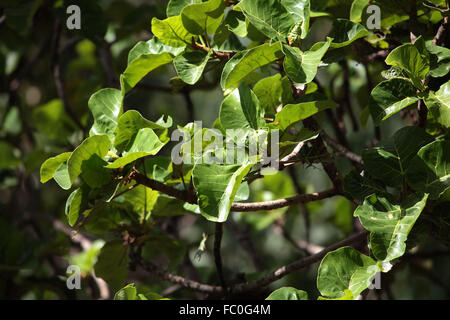 warka tree (ficus vasta) in ethiopia Stock Photo - Alamy