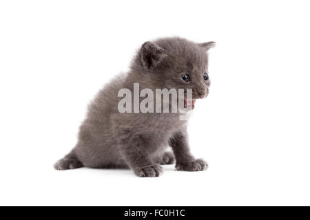 Small Funny gray kitten meows, portrait closeup Stock Photo - Alamy