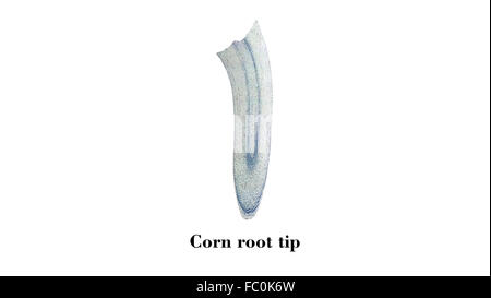 Light photomicrograph of Corn root tip cross section seen through ...
