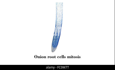 Plant cell mitosis. Light micrograph of a root tip cells squash ...