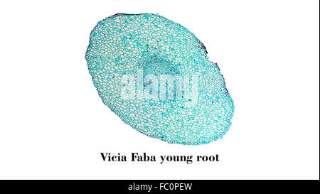Vicia faba root cross section, microscope view Stock Photo - Alamy