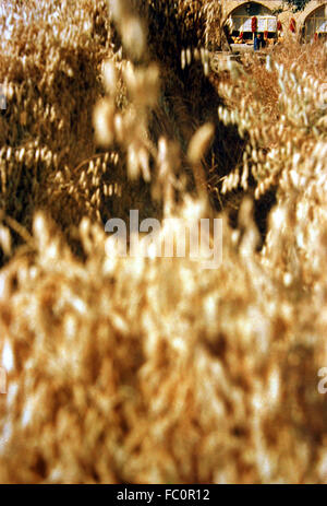 The old Cow Bay Pianguan Country Xin zhou City Shanxi Province Stock ...