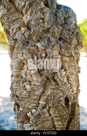 Cork oak tree bark texture. Old Tree bark texture. Natural background ...