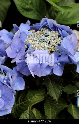 Light blue hydrangeas blooming in the lush green mountains of Kamakura ...