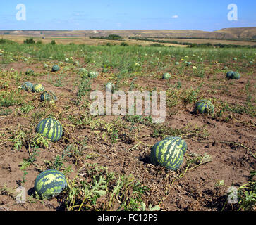 The growing melon in the field. Cultivation of melon cultures Stock ...