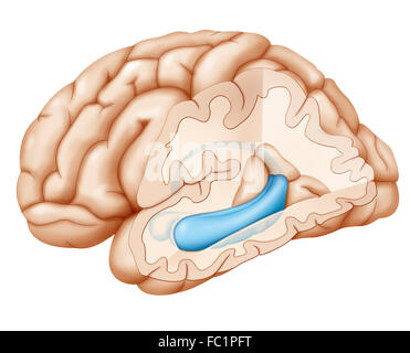 Amygdala of the brain, illustration Stock Photo - Alamy