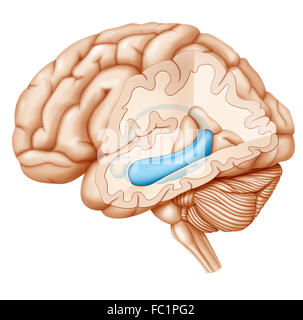 Limbic system drawing Stock Photo - Alamy