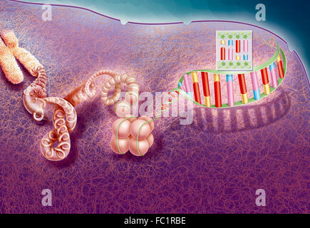 Artwork of DNA structure Stock Photo - Alamy