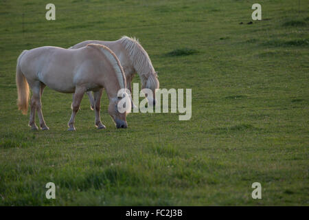 Norweger Fjordpferd Norwegian Fjord Horse Stock Photo - Alamy