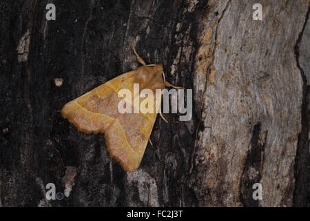 Centre-barred Sallow, Eulenfalter, Noctuidae, noctuid moths, Ockergelbe ...
