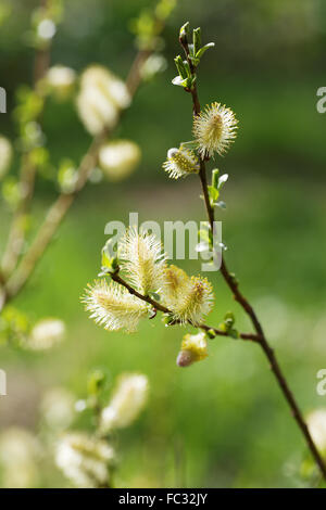 Catkins of sallows are blossom Stock Photo - Alamy