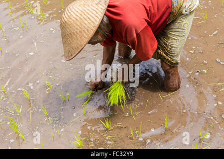 Old woman planting rice close volcano t in village nearby volcano ...