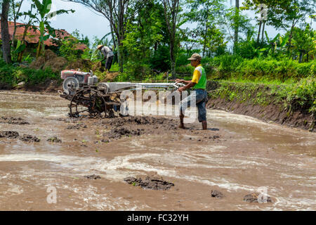 A farmer plows the paddy field for planting in a village nearby volcano ...