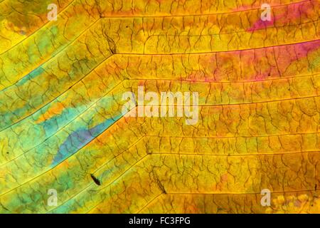 Sulfur crystals under the microscope Stock Photo - Alamy