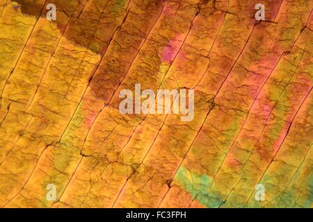 Sulfur crystals under the microscope Stock Photo - Alamy