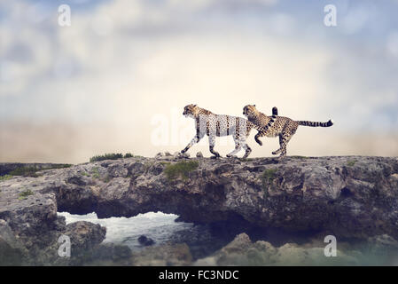 The two cheetahs Stock Photo - Alamy