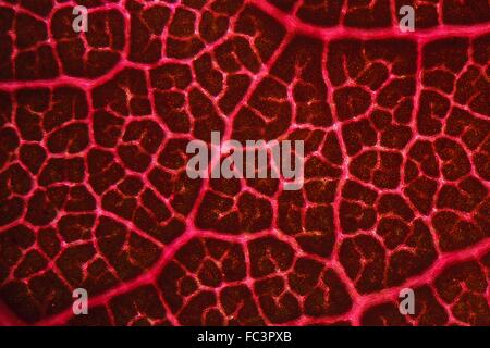 Leaf veins under the microscope Stock Photo - Alamy