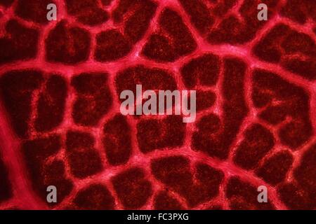 Leaf veins under the microscope Stock Photo - Alamy