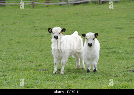 Young Galloway cattle, Young White Galloways Stock Photo - Alamy