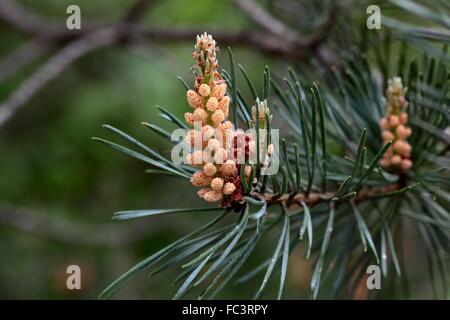 Male pine tree flower pine plant bloom needle blossom botany macro ...