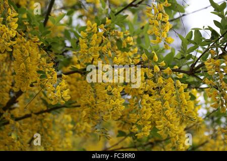 Laburnum (Golden Chain) trees, purple alliums and blue bells in bloom ...