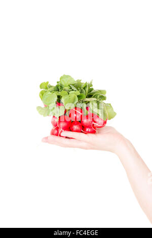 Radish in the hand. Red vegetable with green leaves on a background of ...