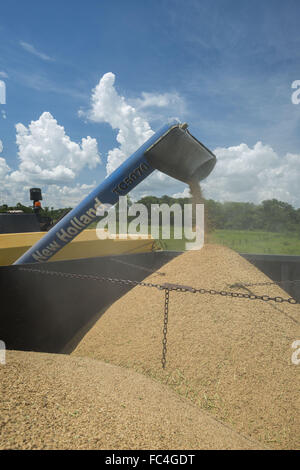 Mechanical harvesting of rice Stock Photo - Alamy