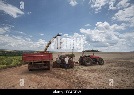 Corn mechanized planting area where soybeans were harvested - técnica ...