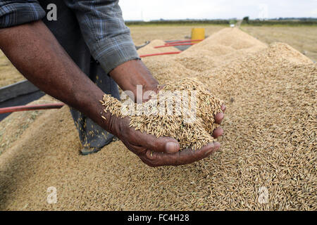 Hand holding rice grains after harvest with a paddy field in the ...