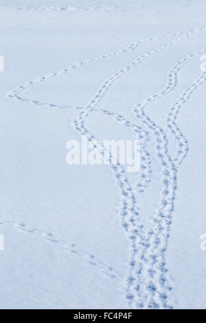 bird tracks in the snow Stock Photo - Alamy