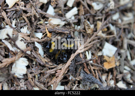 Three Bumble Bees emerging from hive from under the ground Stock Photo ...