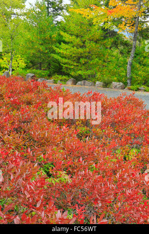 Amphitheatre Loop Carriage Road, Acadia National Park, Maine, USA Stock ...