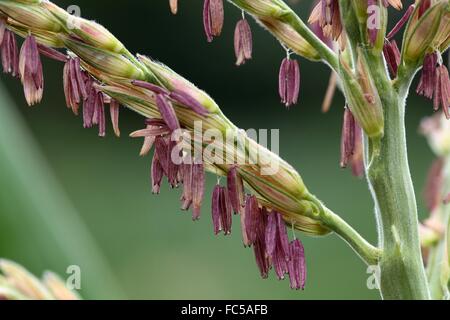 Male Maize Flower Stock Photo: 93545747 - Alamy