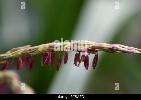 Male Maize Flower Stock Photo - Alamy