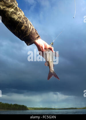 grayling fishing Northern fish Stock Photo - Alamy
