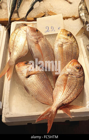 Common dentex, Dentex dentex, Sparidae, Mediterranean Sea Stock Photo ...