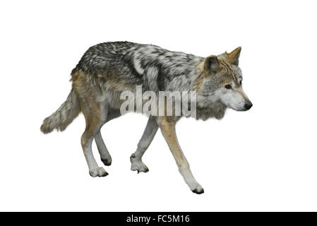 Grey Wolf (Canis lupus) in the nature Stock Photo - Alamy