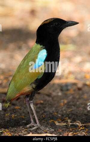 Rainbow Pitta (Pitta iris Stock Photo - Alamy