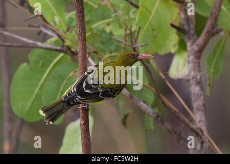 Green Oriole (Oriolus flavocinctus Stock Photo - Alamy