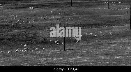 Peruvian highlands, shepherds in the highlands, Pasco department, Peru ...