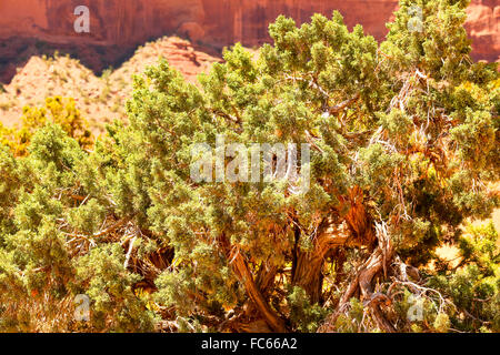 Juniper tree in Monument Valley Navajo Tribal Park, Arizona Stock Photo ...