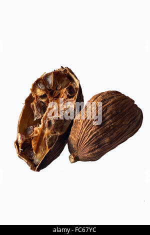 Black cardamom (Amomum subulatum) Black cardamom, Nepal cardamom Stock ...