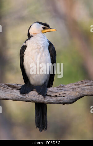 Little Pied Cormorant, Microcarbo melanoleucos, perched on water pipe ...